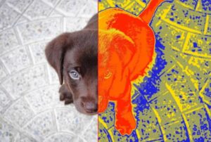 8 Best Infrared Camera Apps for Android & iOS